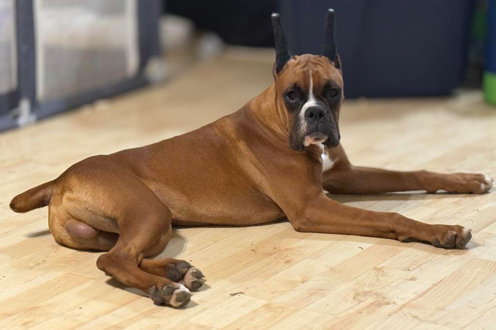 Our Males – Dark Horse Boxers