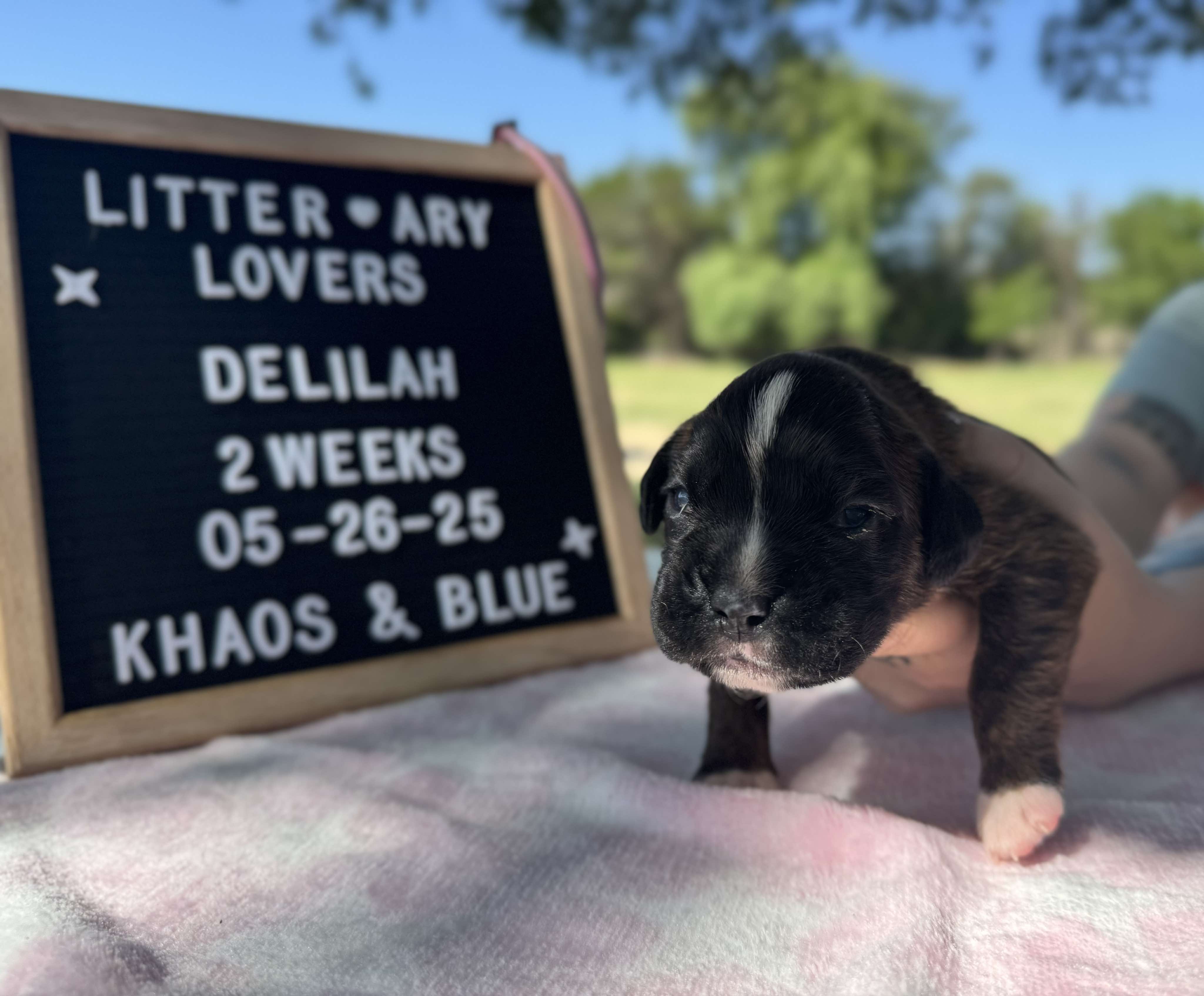 Litter-ary Lovers – Dark Horse Boxers